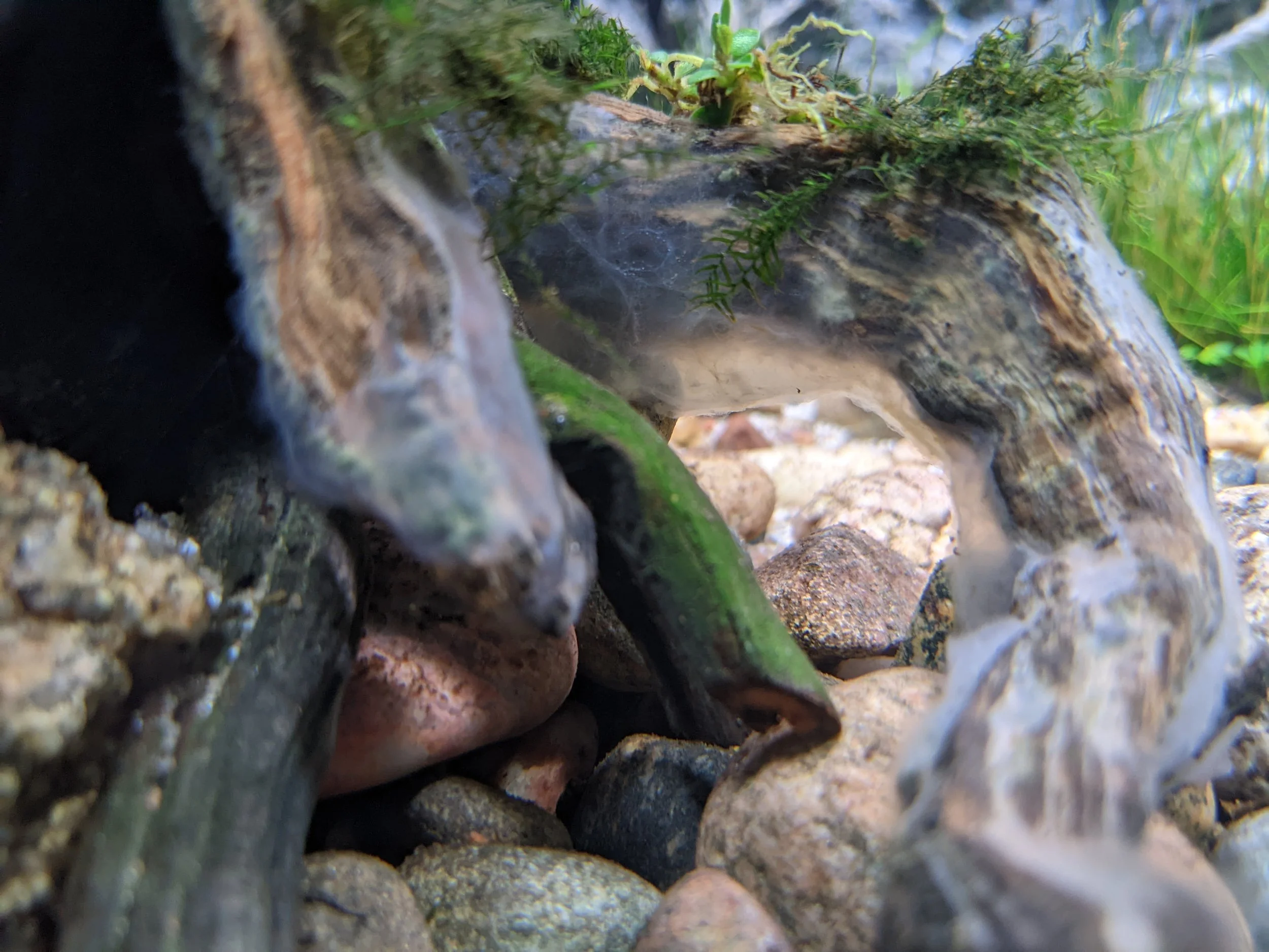 The 7 most common types of algae in a planted aquarium — Custom ...