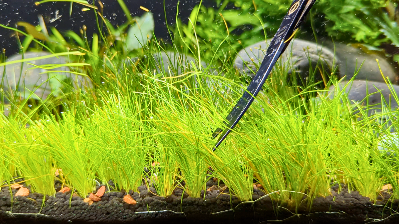 Trimming Aquarium Stem Plants — Custom Freshwater Aquariums and ...