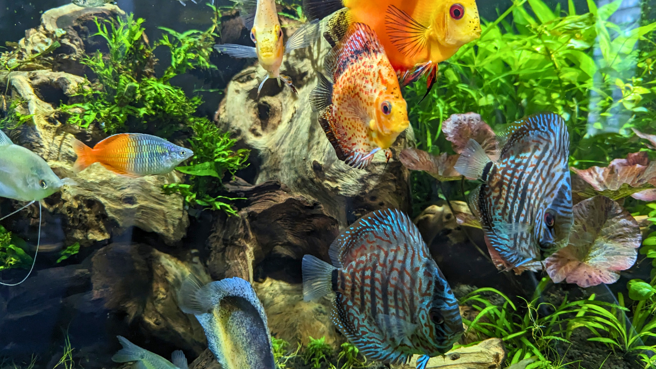 Aquarium Installation old — Custom Freshwater Aquariums and Maintenance ...