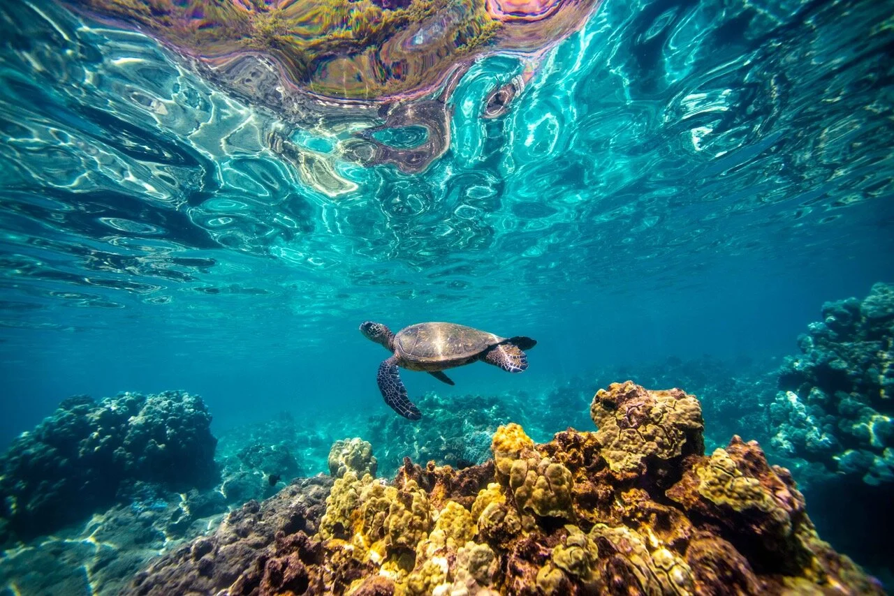 Daniel Sullivan — The Art Agency