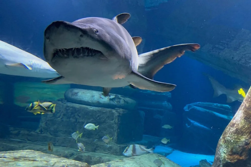Long Island Aquarium is a Must-See Destination in Riverhead — Long ...