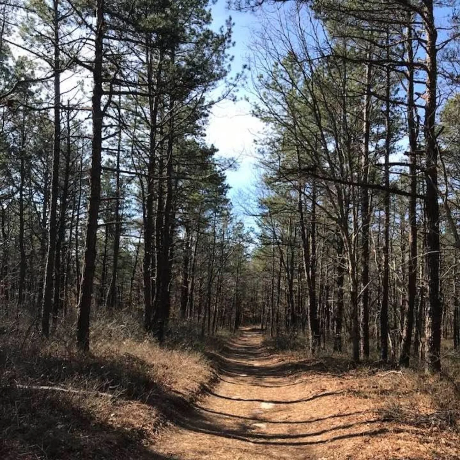 8 Long Island Hiking Trails Great for the Summer 🥾 — Long Island Wave