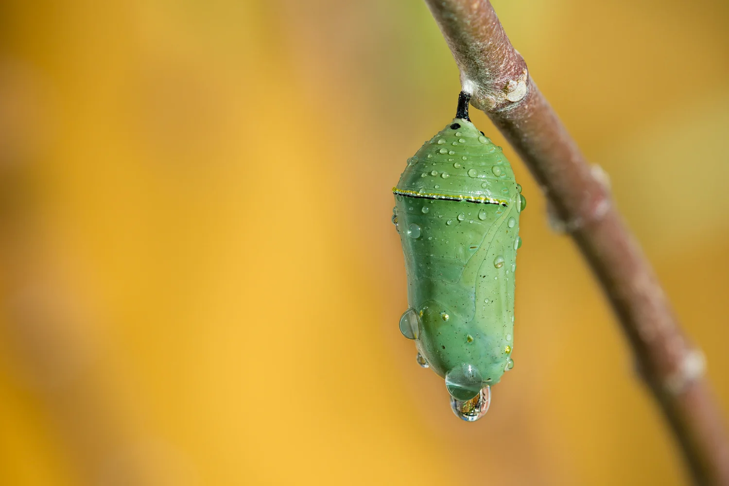 General 1 — Project Monarch Butterfly