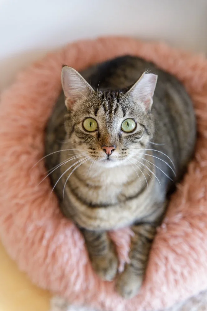 Photos — Espurresso Cat Cafe