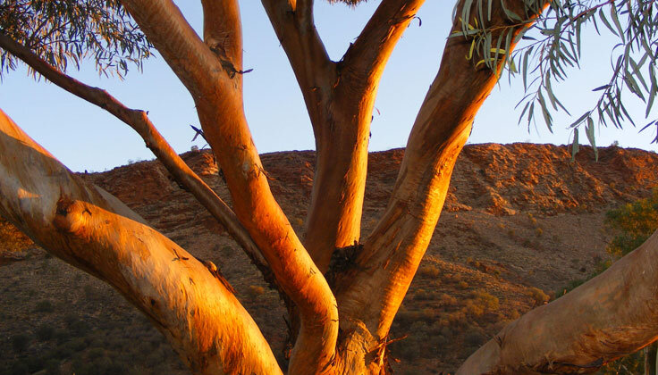 First Languages Australia