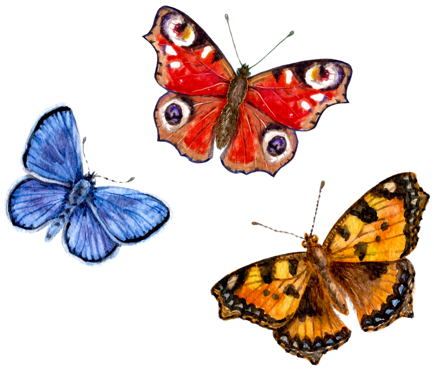 Butterflies & Moths | Discover & Protect Pollinators Today — ERICD