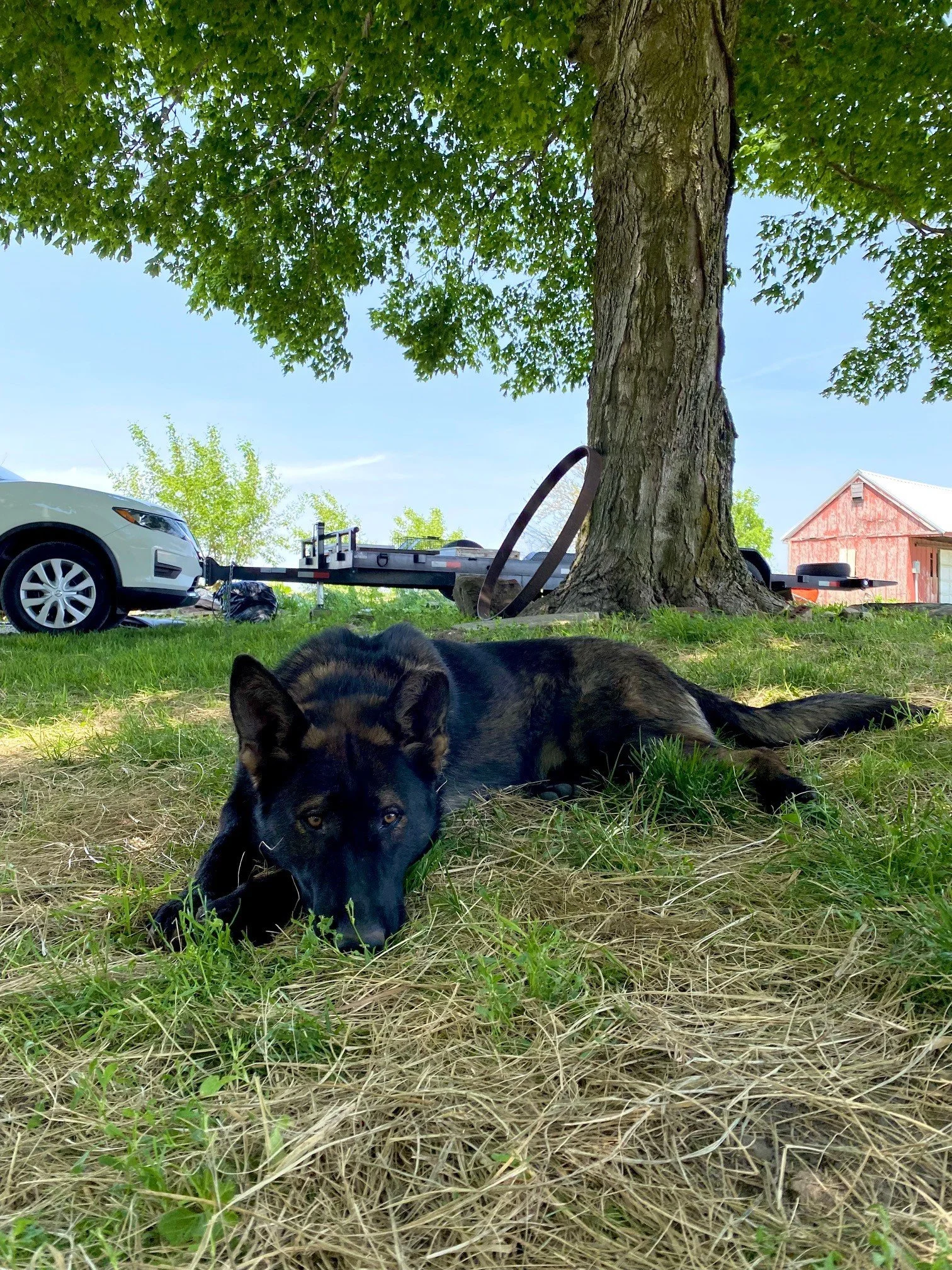 Great North Kennels - Great North Kennels