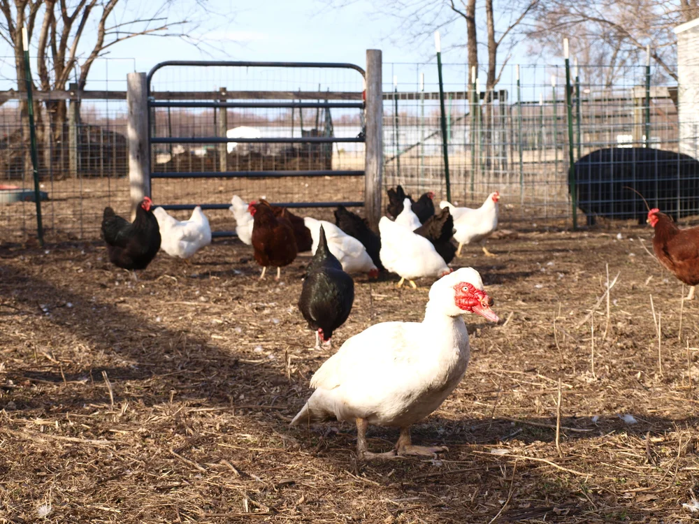 About — Broadview Farm and Gardens