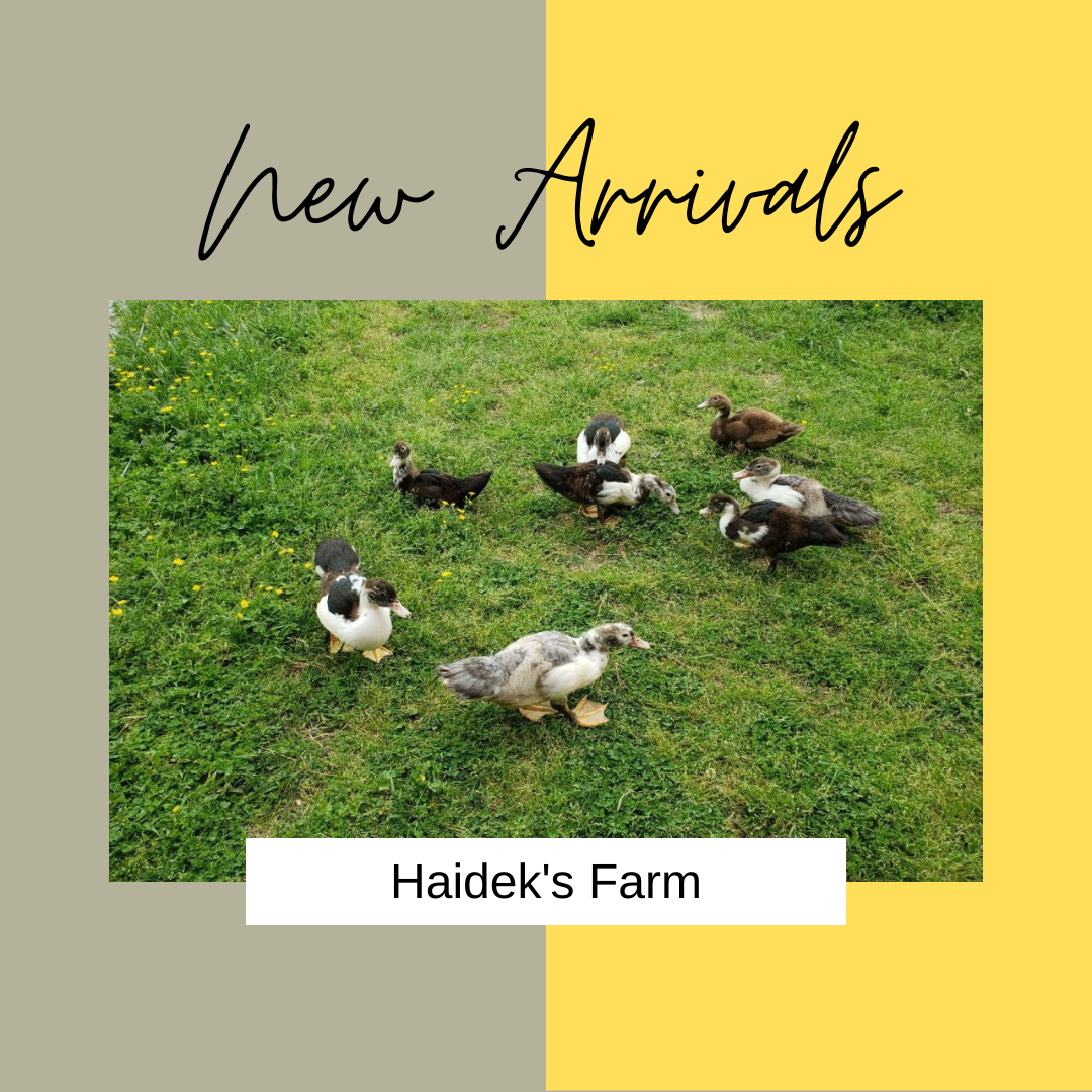 Haidek's Meat Market