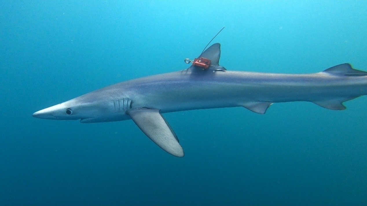 Research — Celtic Deep