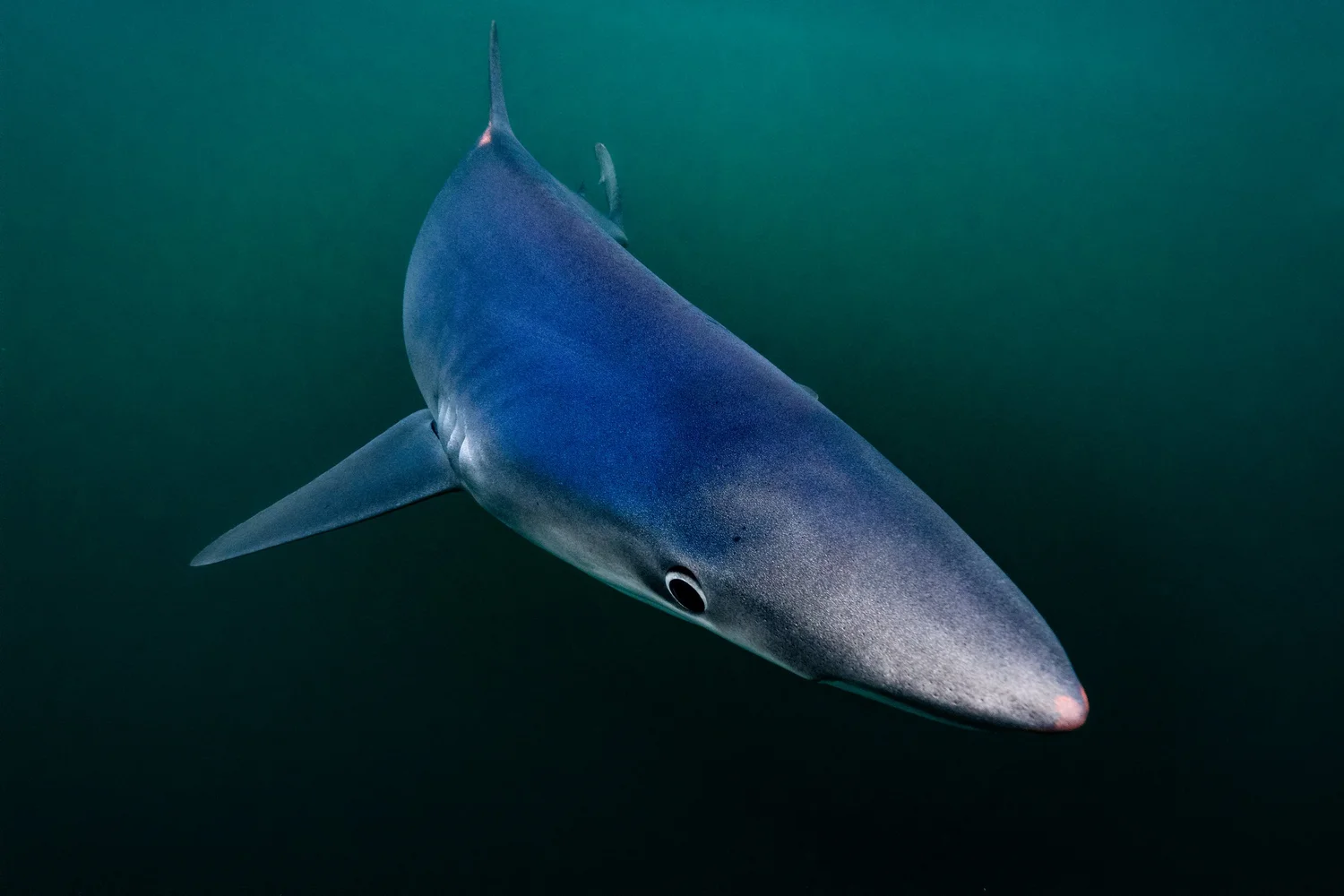 Swim with Sharks — Celtic Deep