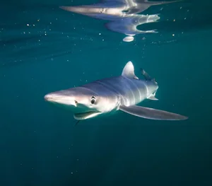 Choose your adventure — Celtic Deep