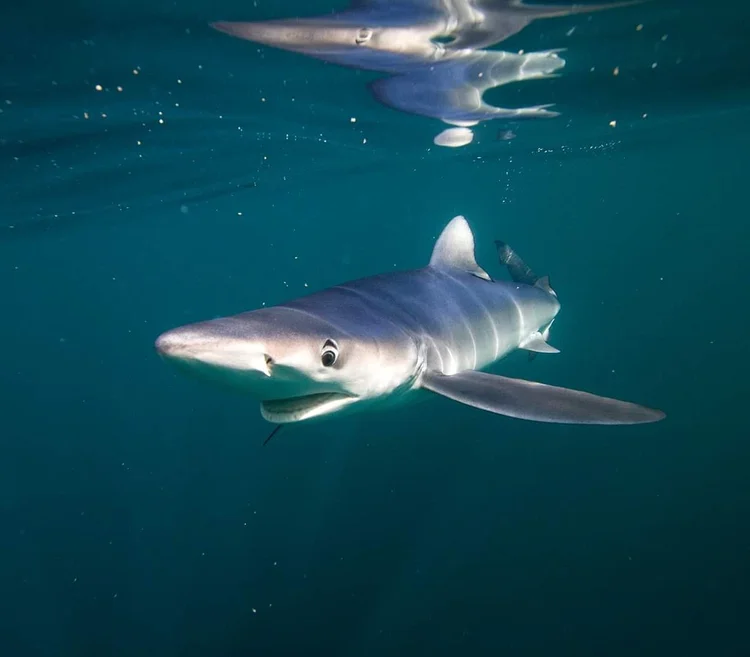 Swim with Sharks — Celtic Deep