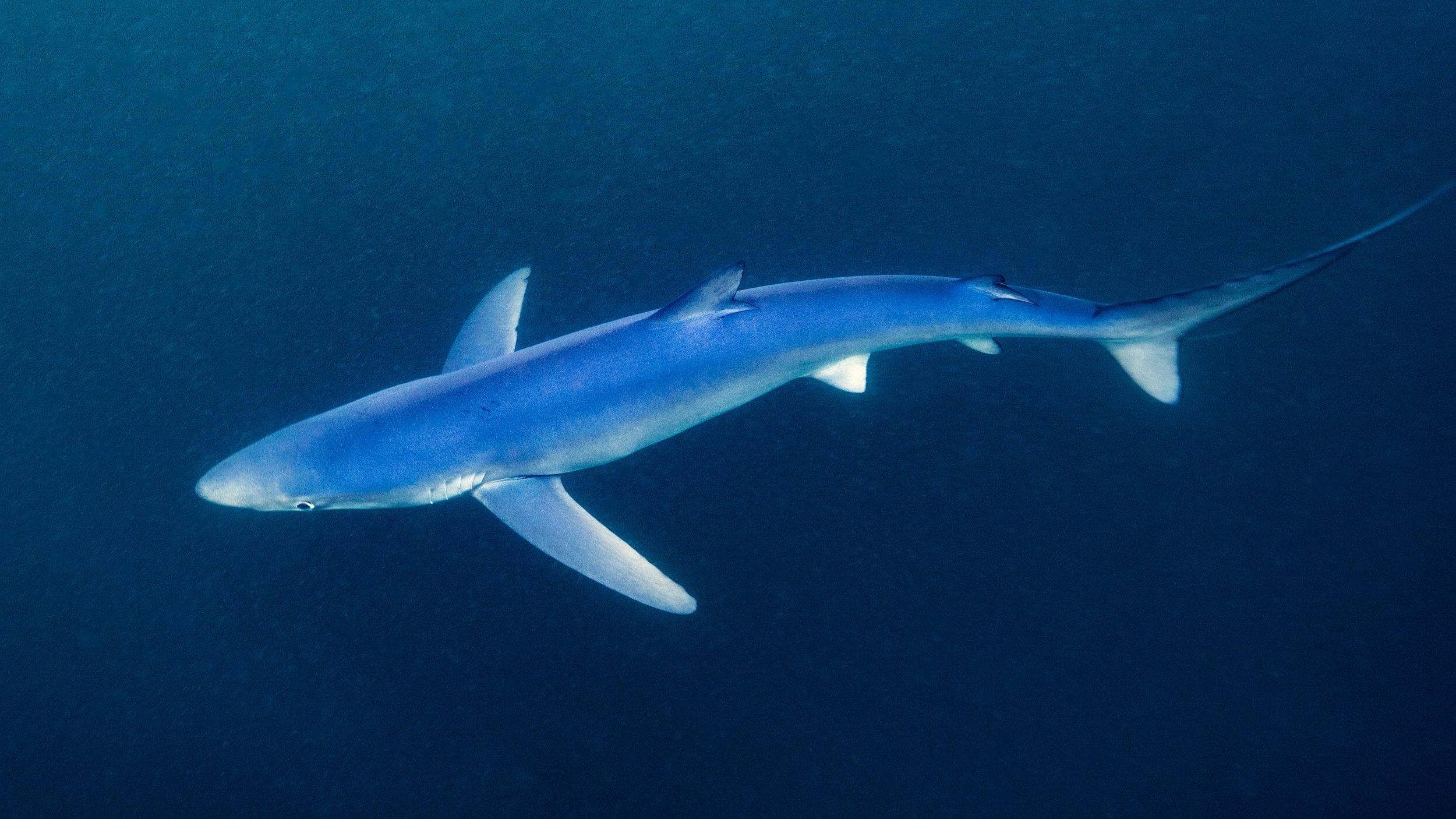 Choose your adventure — Celtic Deep