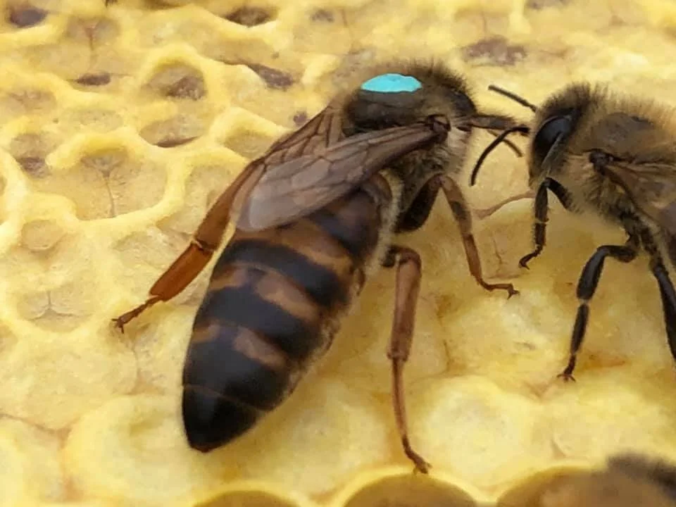 Heritage Queens — Maine Bee Company