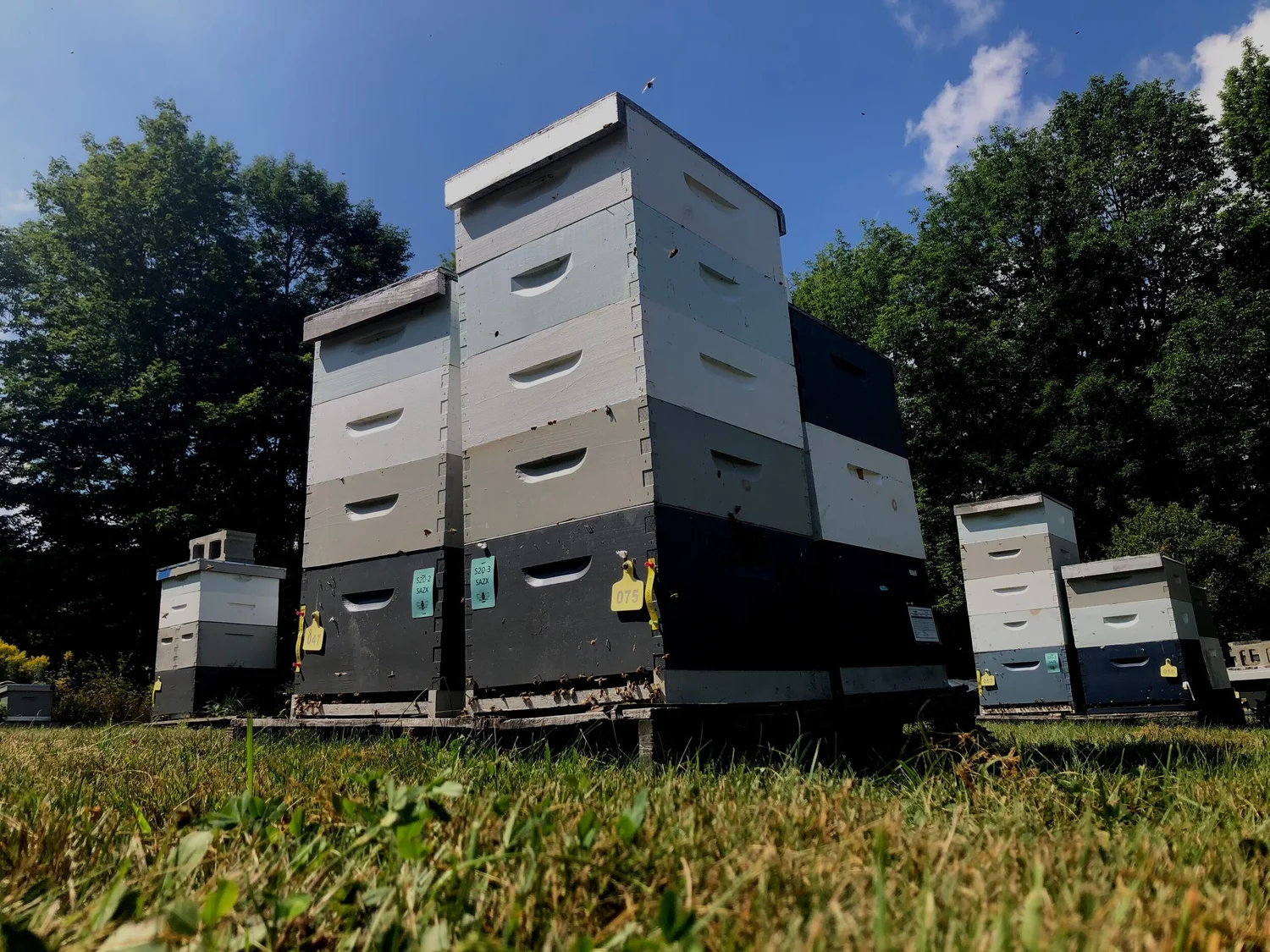 Maine Bee Company