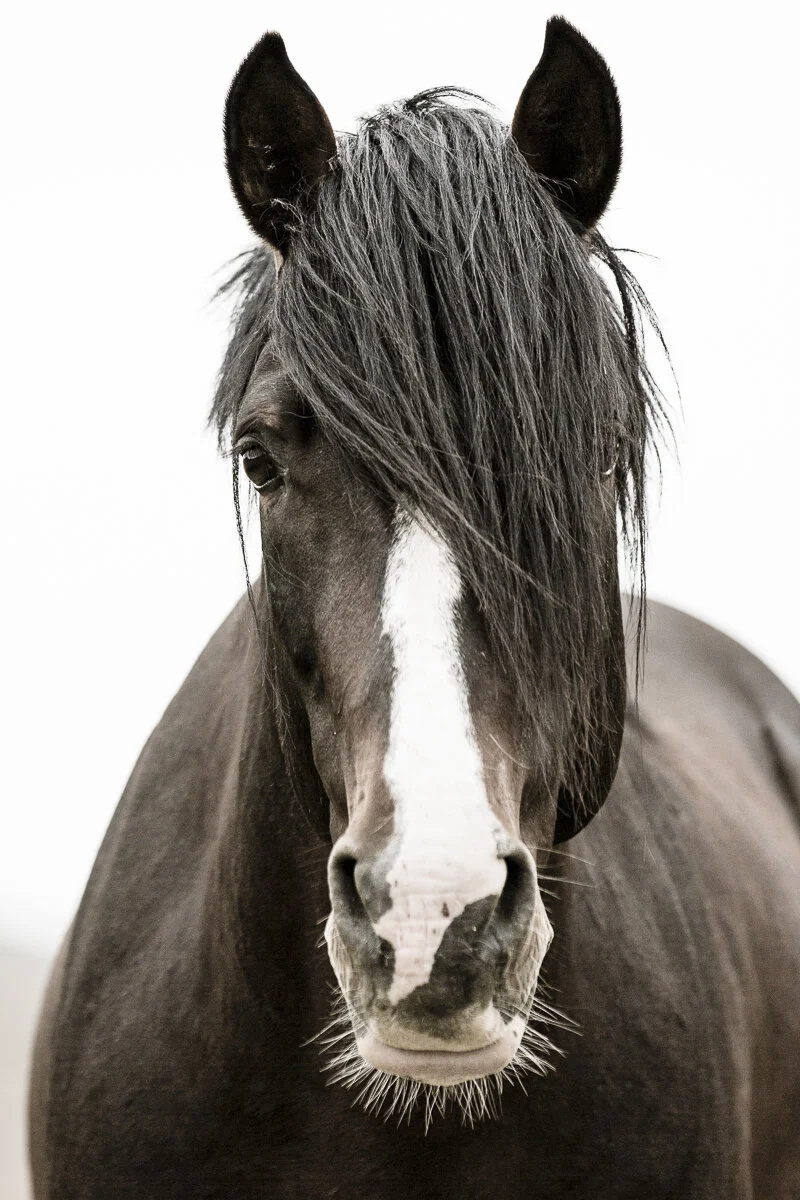 Equine Collection — TORI GAGNE