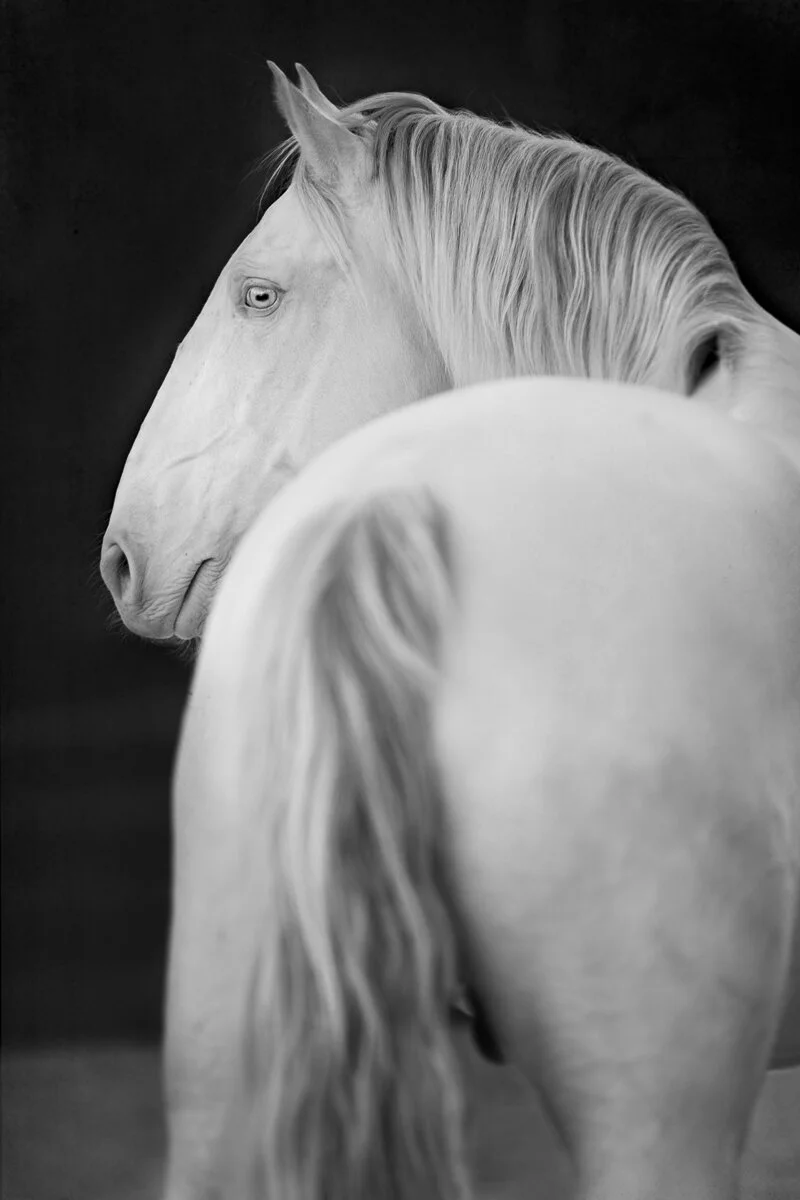 Equine Collection — TORI GAGNE