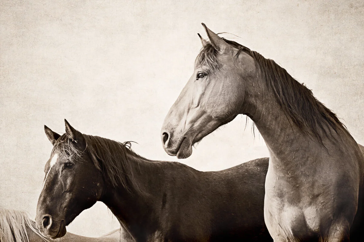 Equine Collection — TORI GAGNE