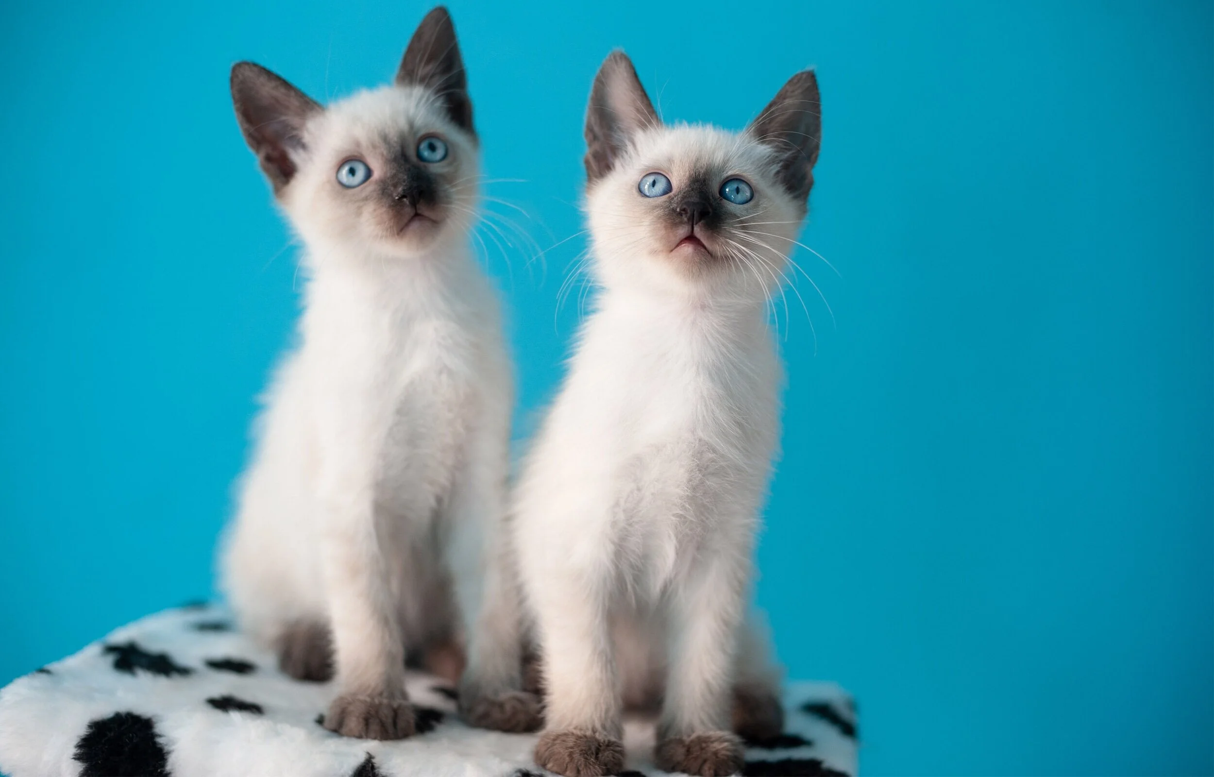 Southern California Siamese Rescue