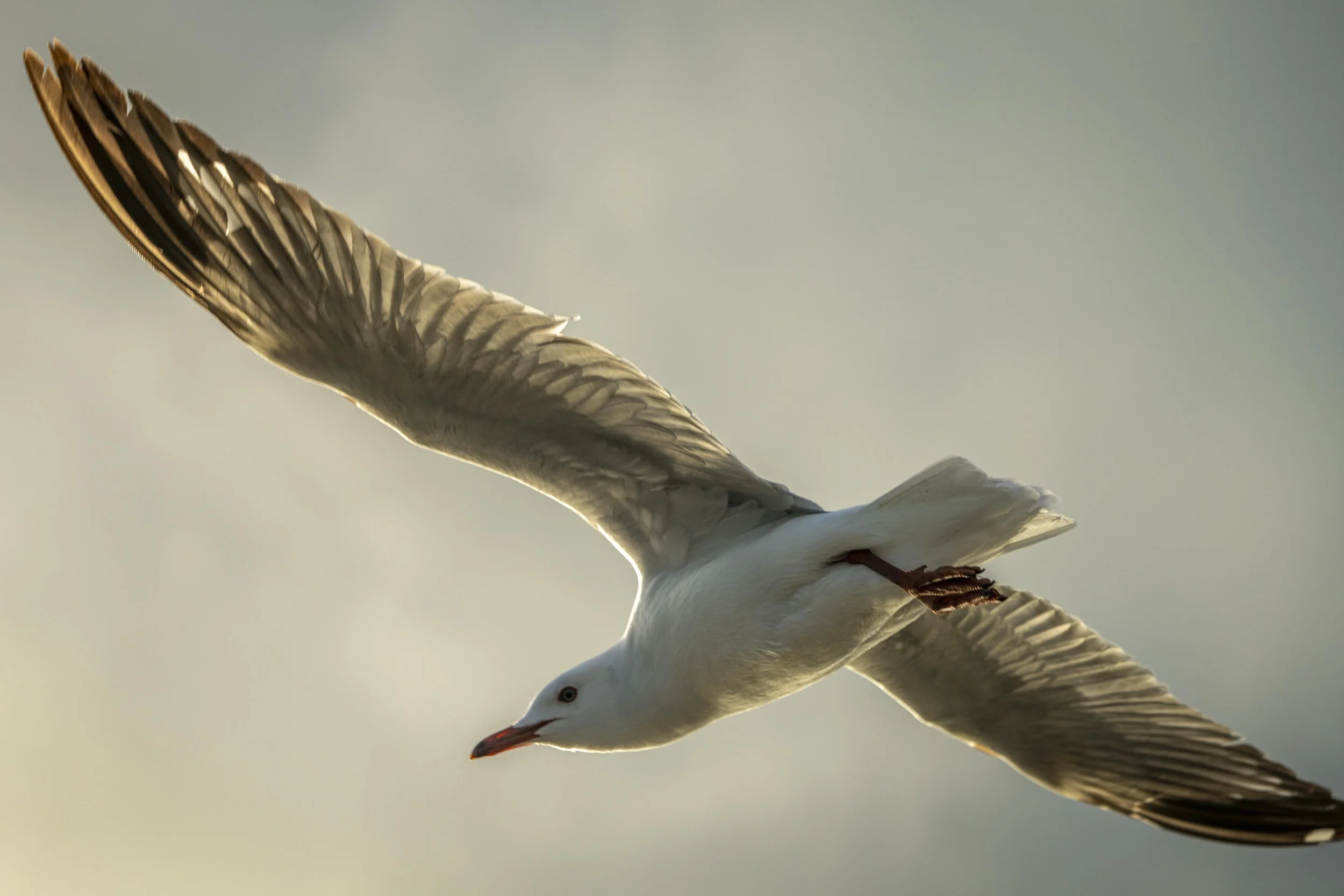 Flight — Richard George Douglas