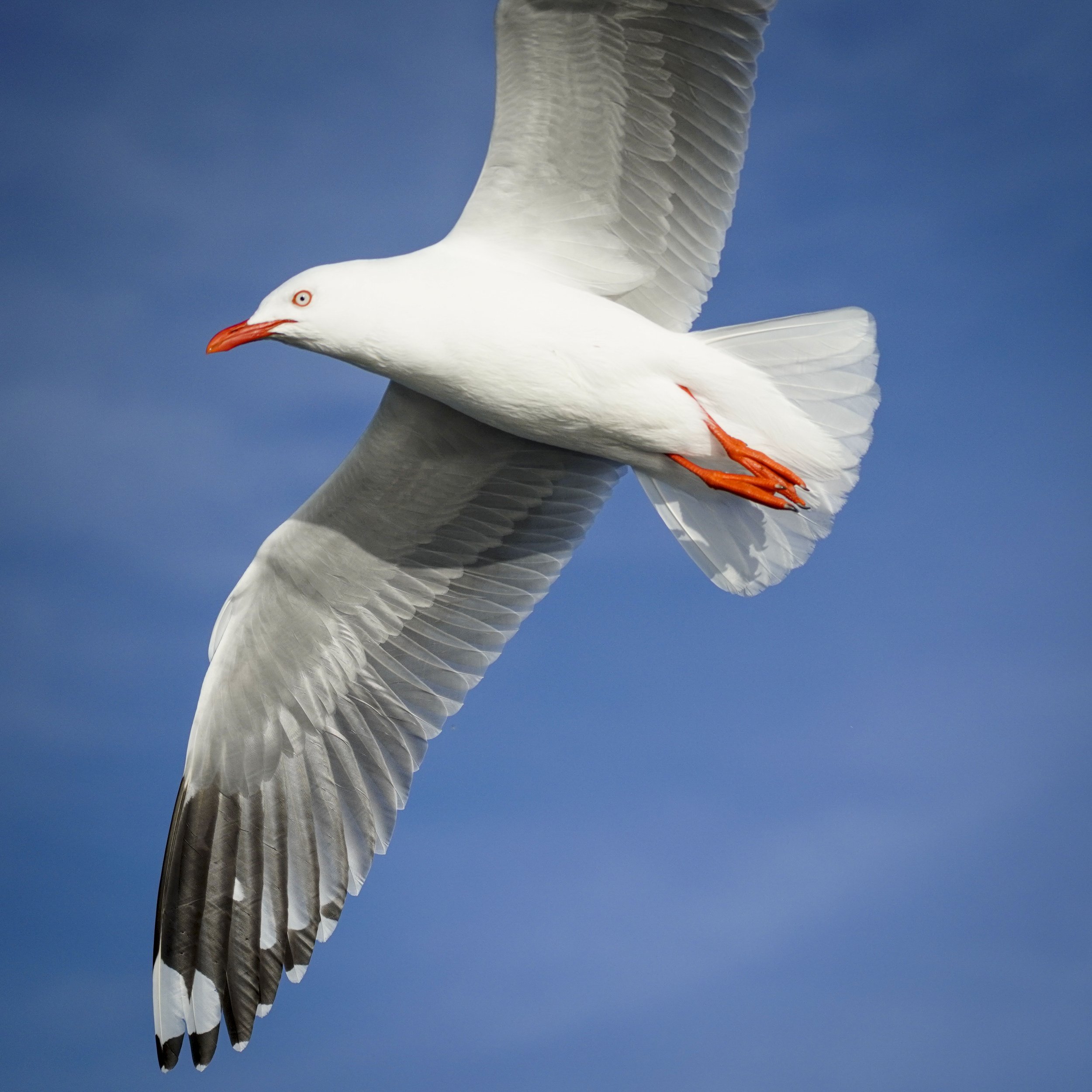 Flight — Richard George Douglas