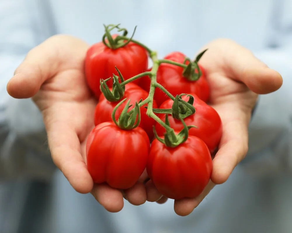 British Tomato Growers Association
