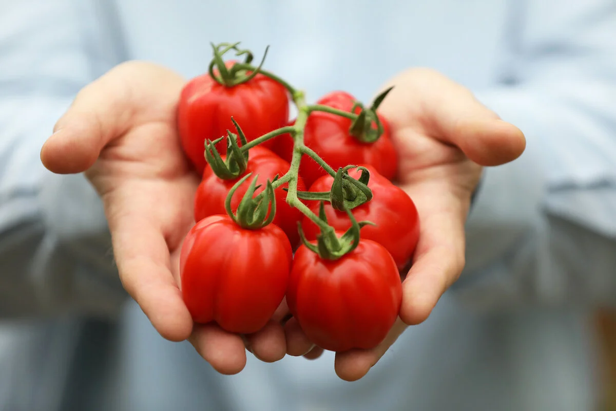 Meet our growers — British Tomato Growers Association