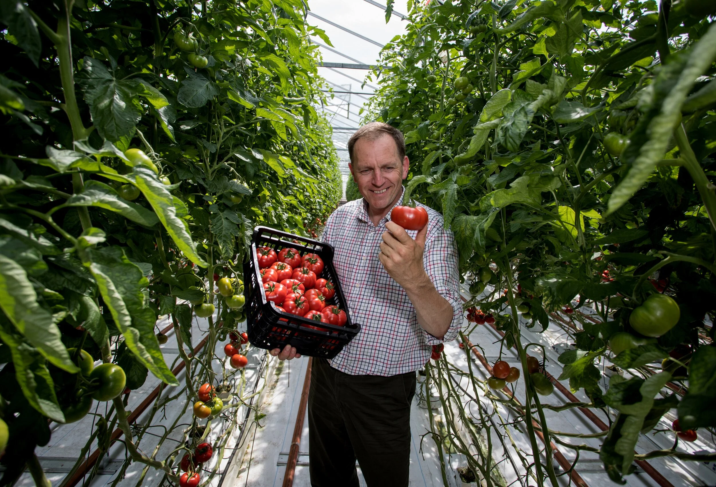 Meet our growers — British Tomato Growers Association