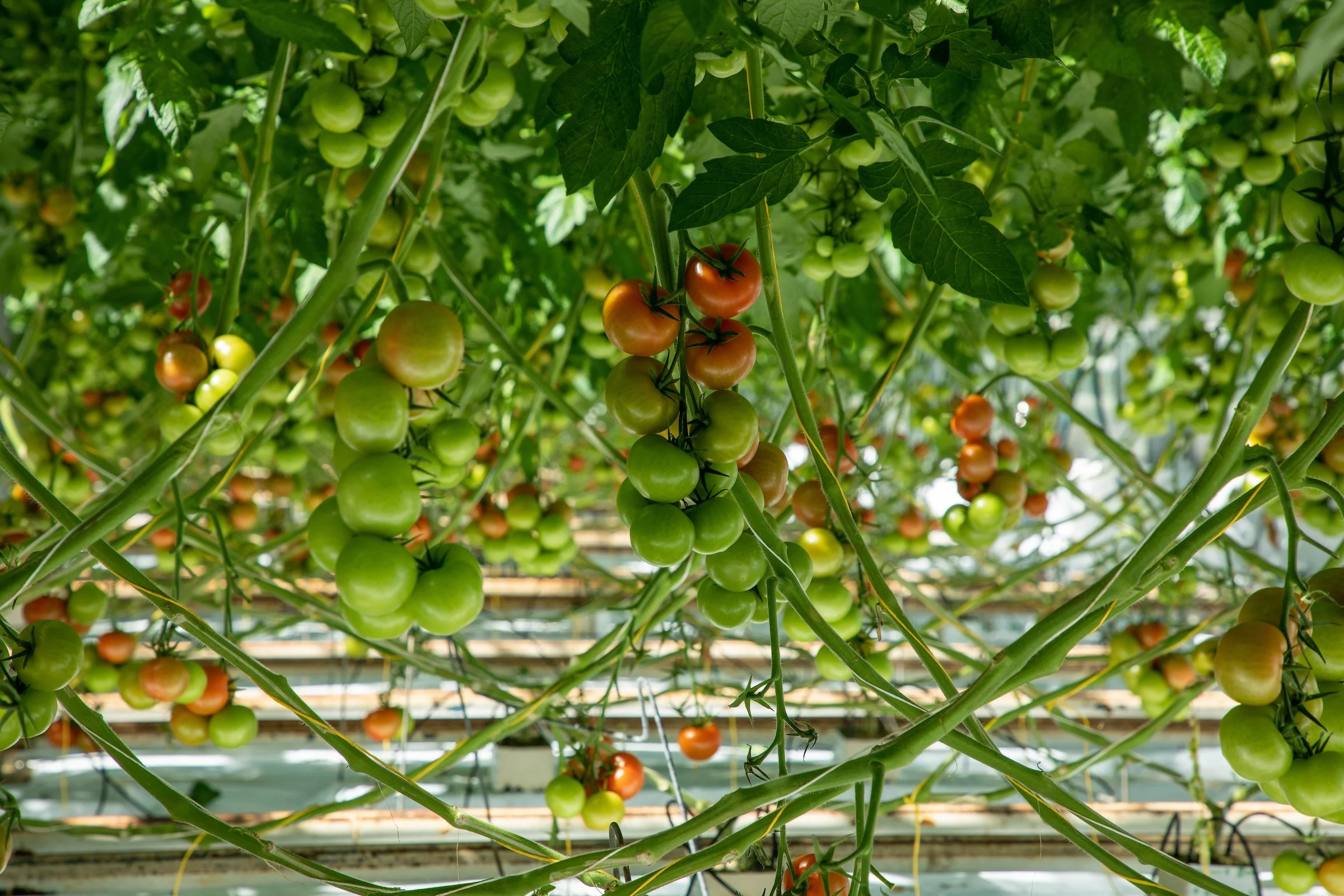 British Tomato Conference 2025 — British Tomato Growers Association