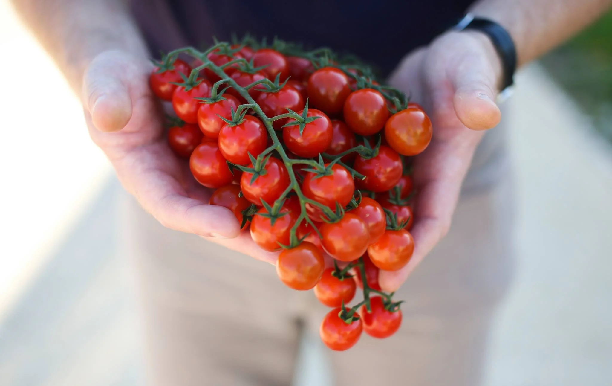 British Tomato Conference 2025 — British Tomato Growers Association
