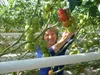 Farewell to Julie Woolley — British Tomato Growers Association
