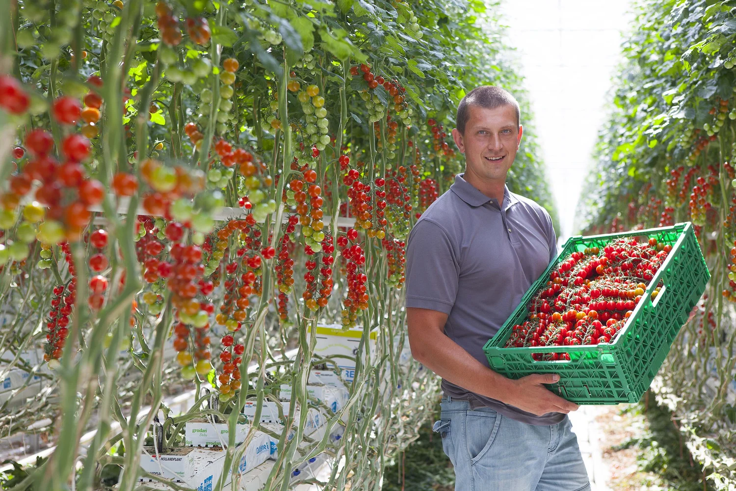 About — British Tomato Growers Association