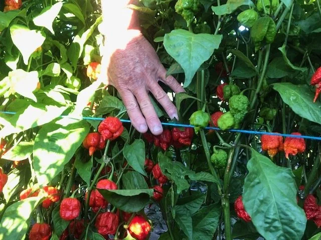 Direct Produce Distributors