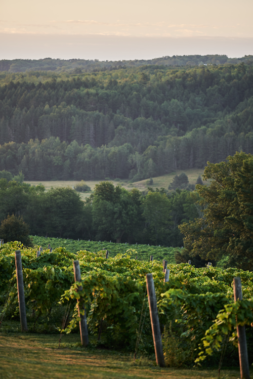 Review: Piquette Zero Non Alcoholic Wine-Style Drink | Some Good Clean ...