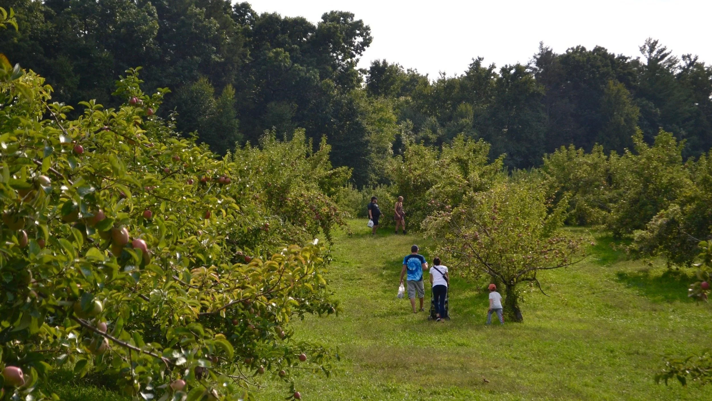 Pick-your-own — Fern Valley Farms