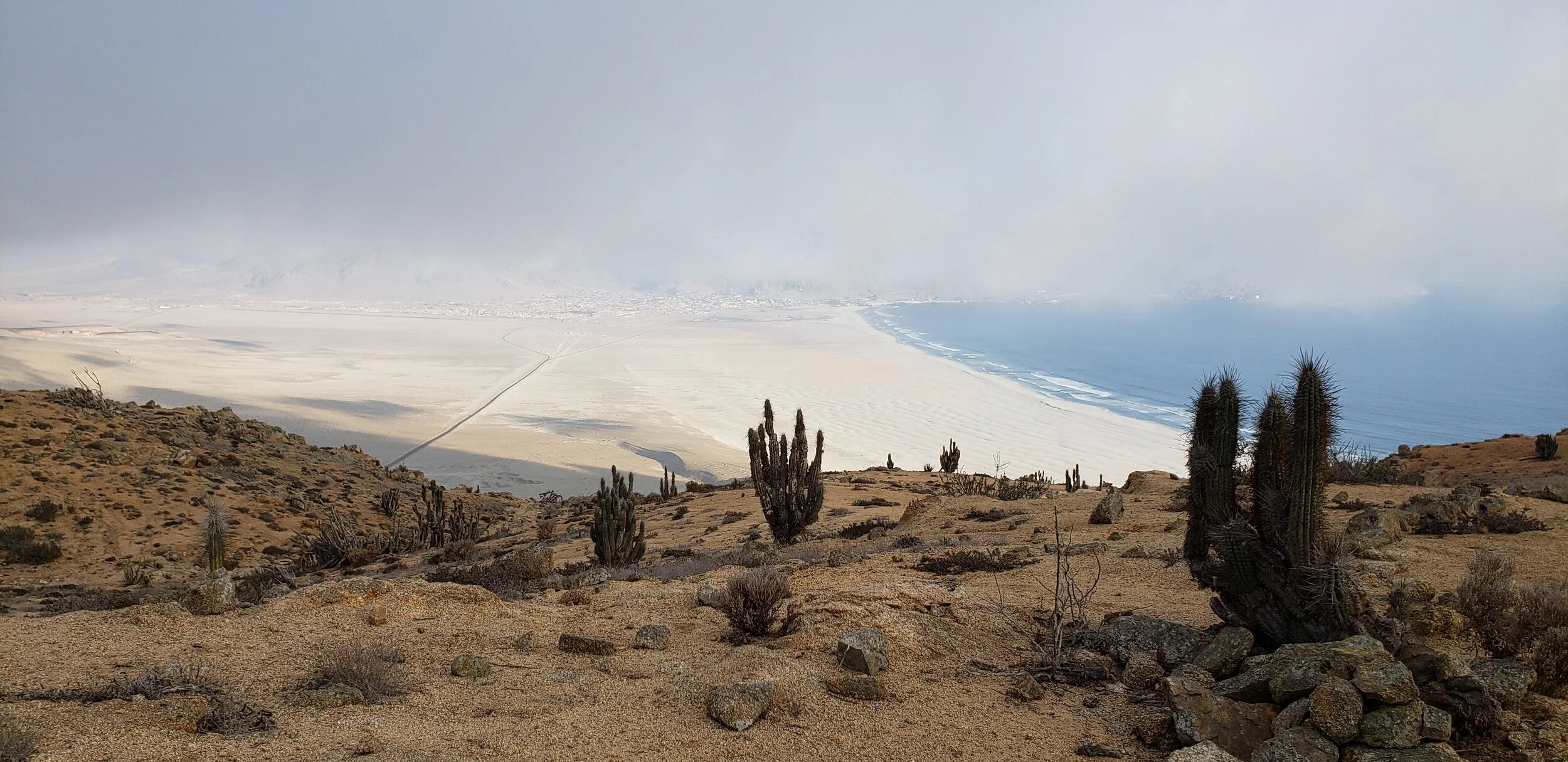 Where do cacti come from? — East Coast Camanchaca