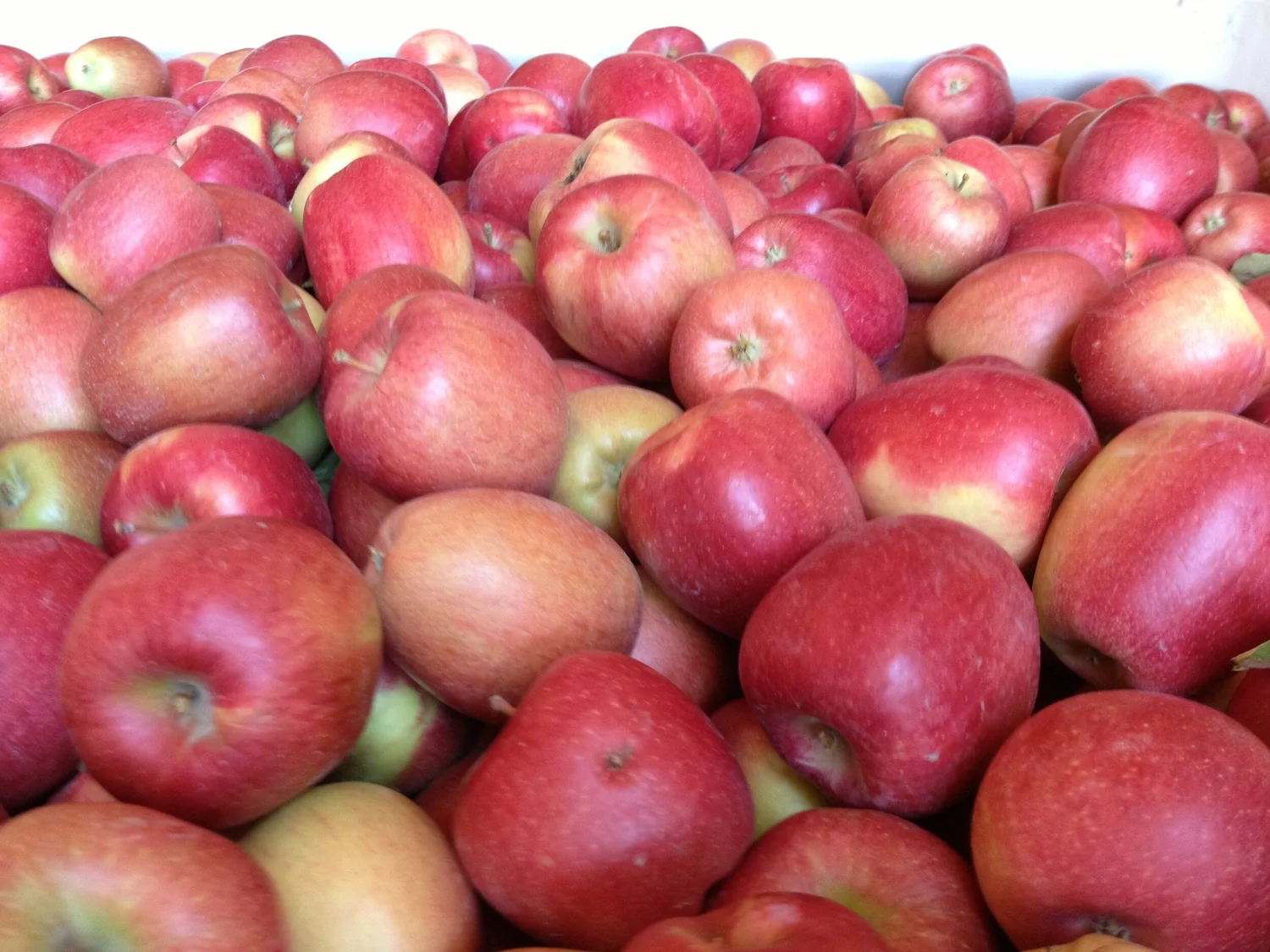Produce — Tonnemaker Hill Farm