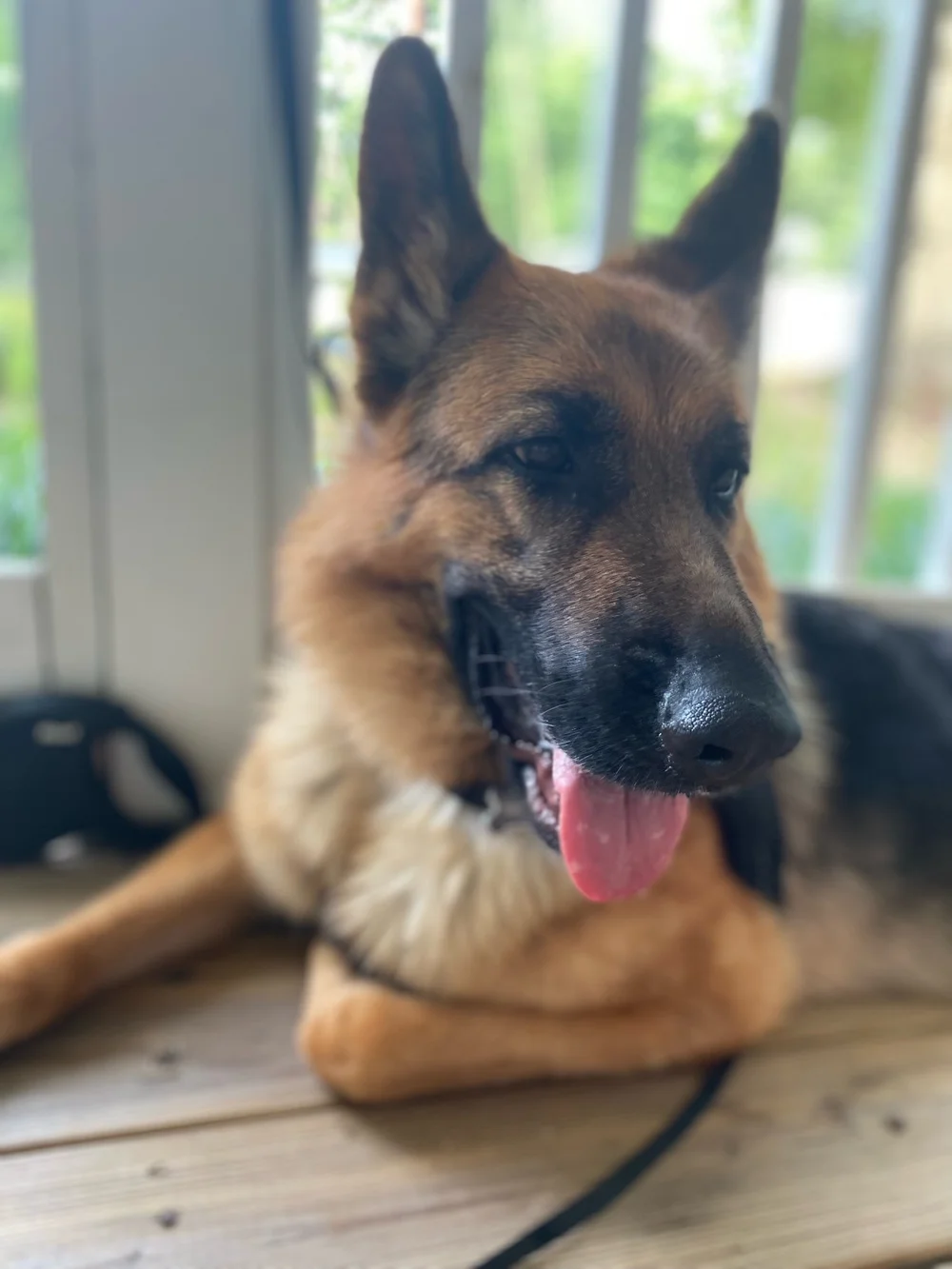 Adopt German Shepherds In Georgia — GSDRGA