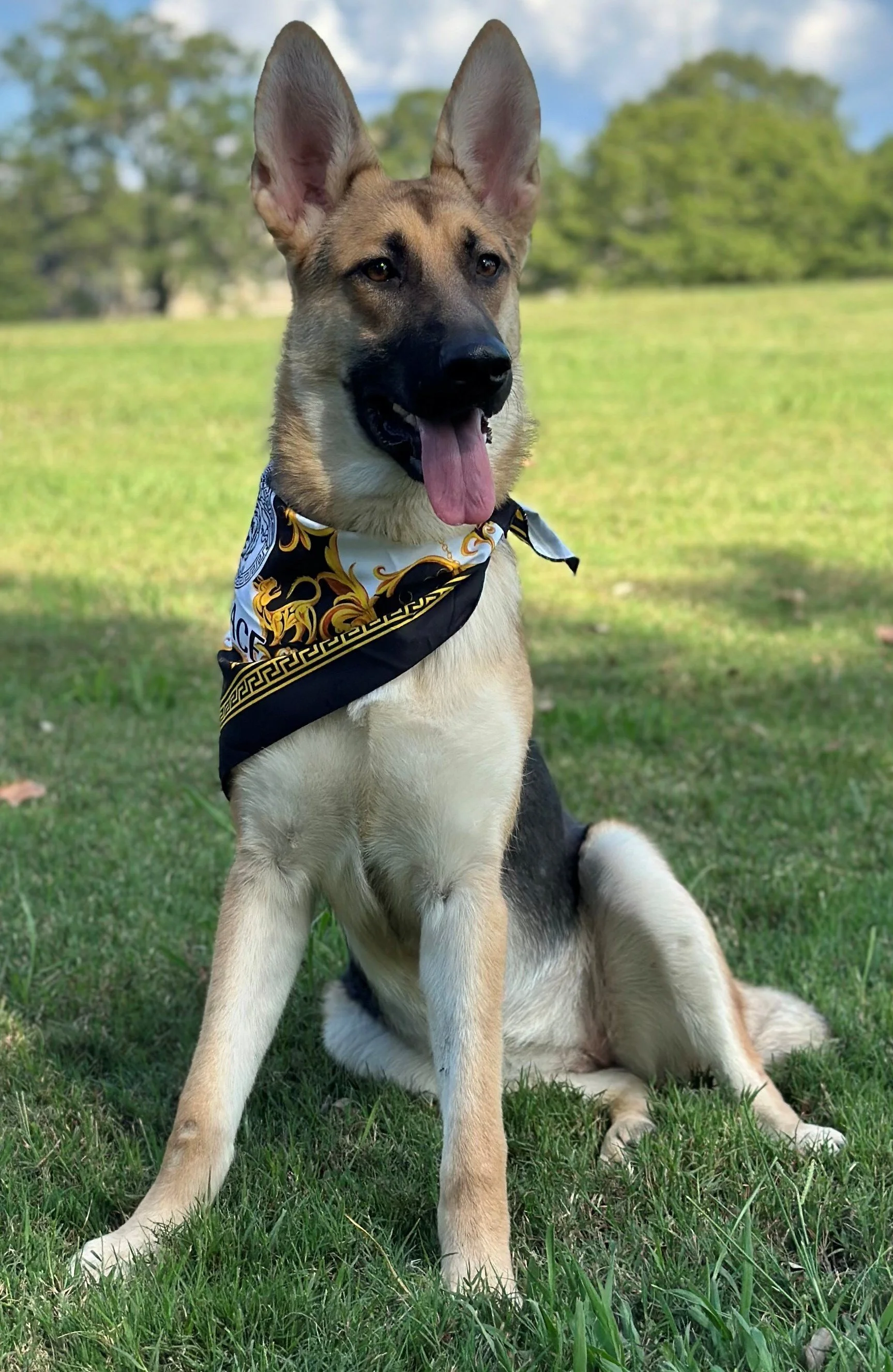 Adopt German Shepherds In Georgia — GSDRGA