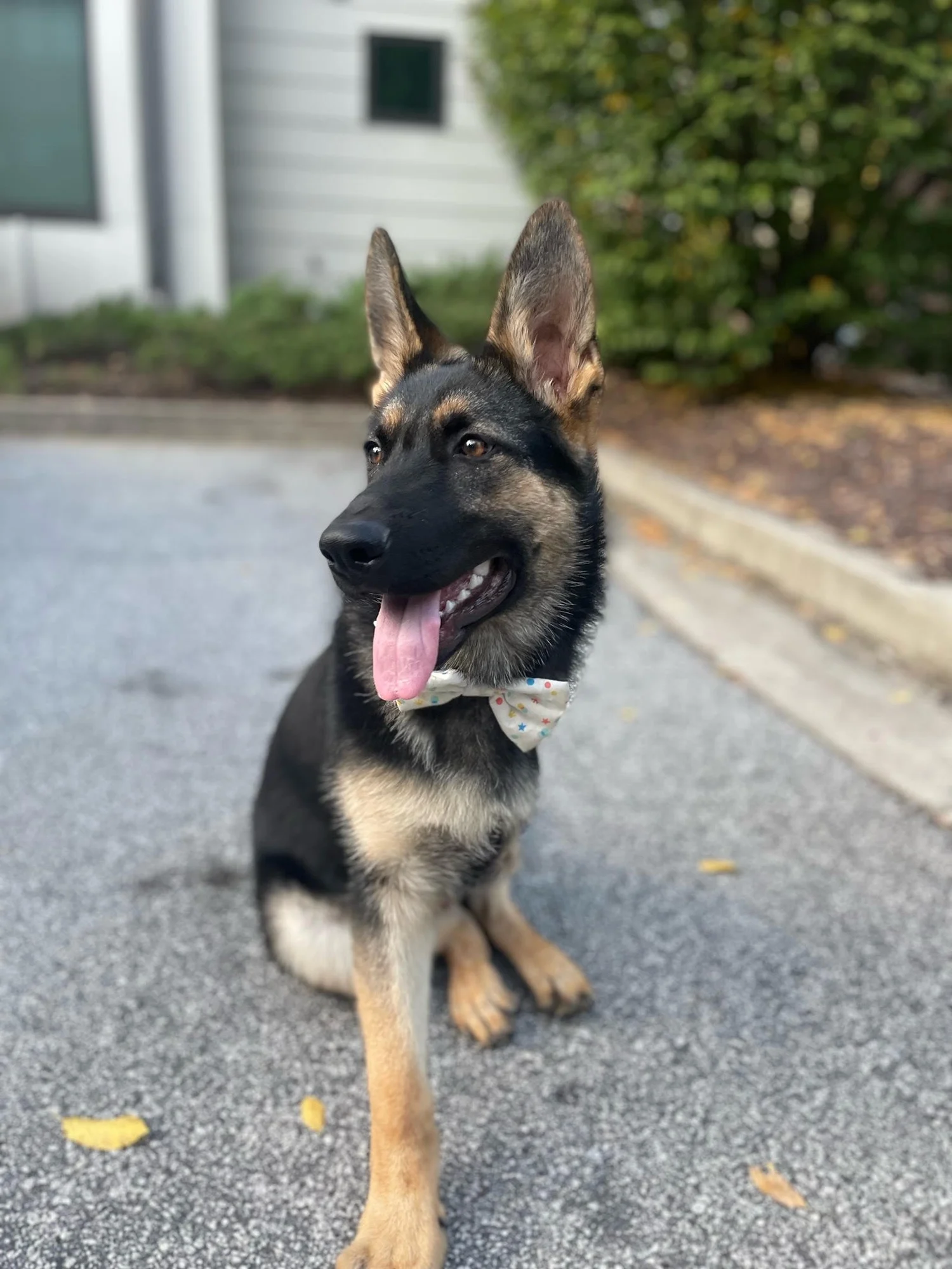 Adopt German Shepherds In Georgia — GSDRGA