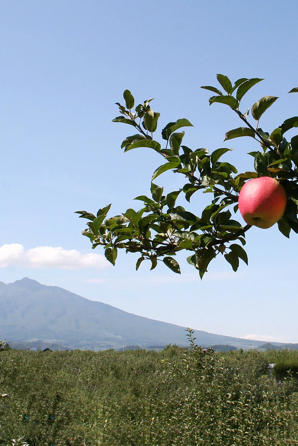 Hirosaki Apple — FINCH ATELIER