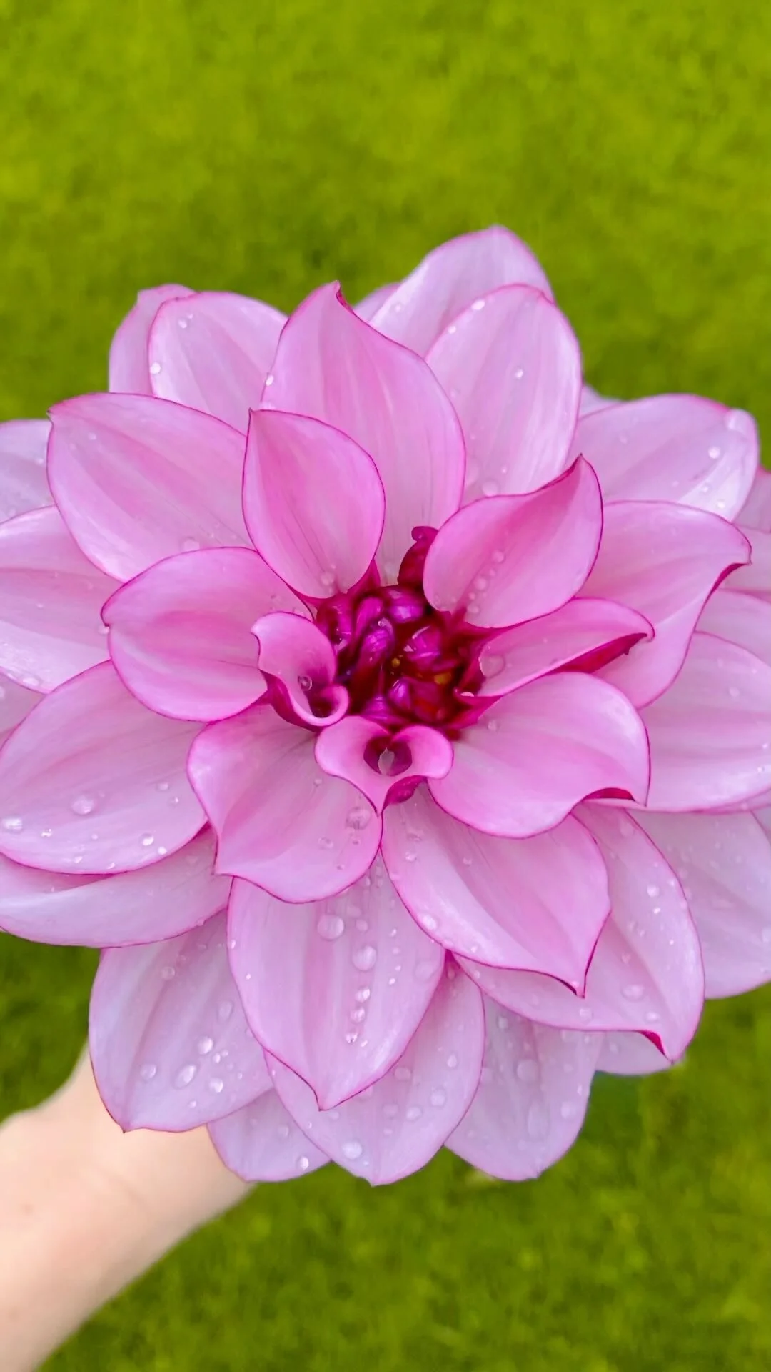 Slow Blooms Pick Your Own Cut Flowers And Herbs In Matakana