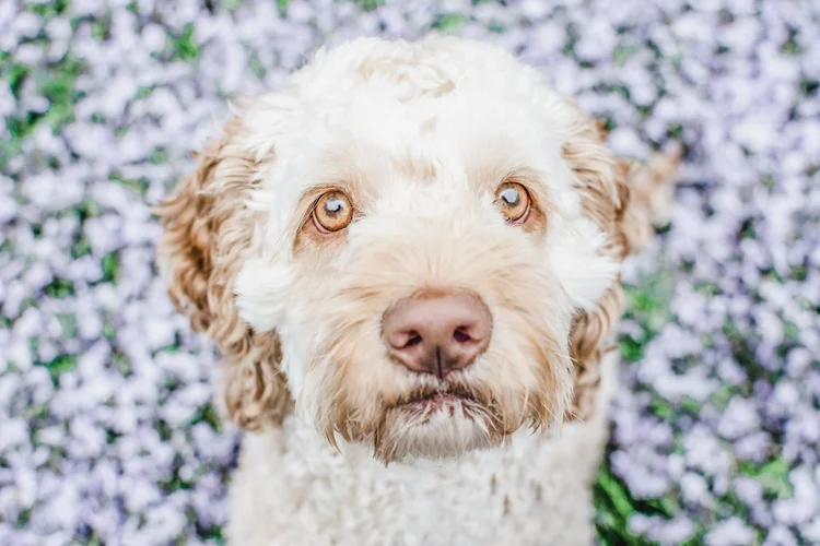 What Is A Good Environment For A Dog
