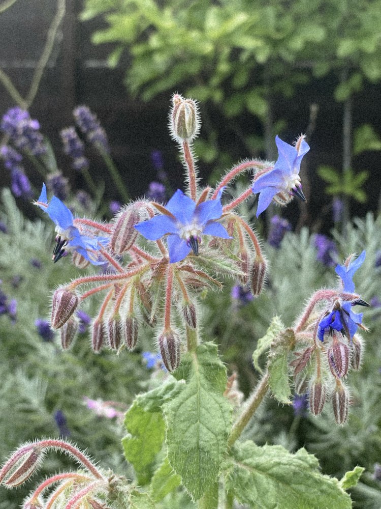 Borage / Borago officinalis - plant uses and interesting facts ...