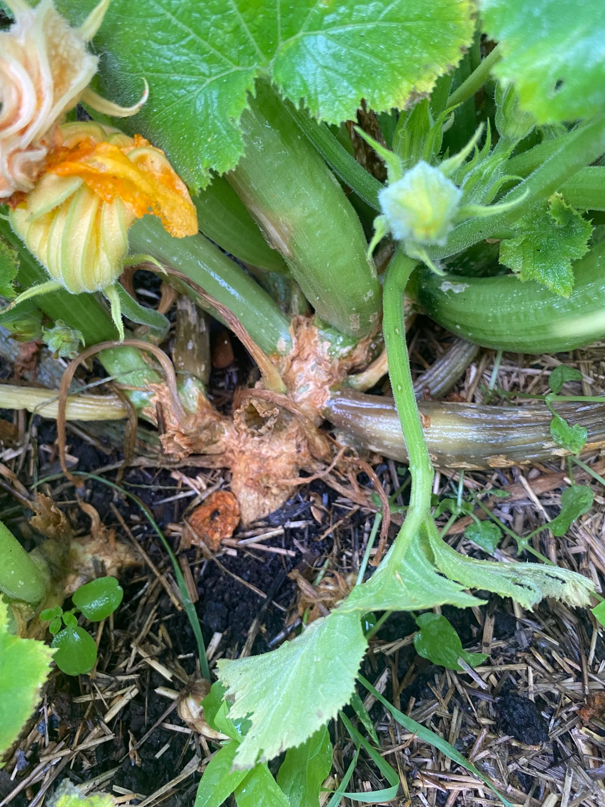 Common Vermont Garden Pests — VBKG