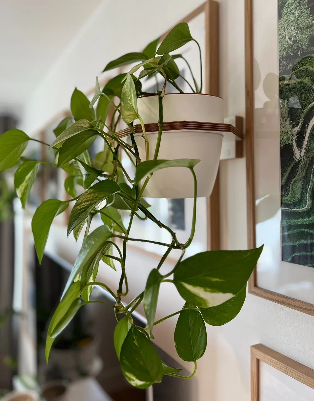 Large Wall mounted planter, Large indoor planter — Woodbrooke Design