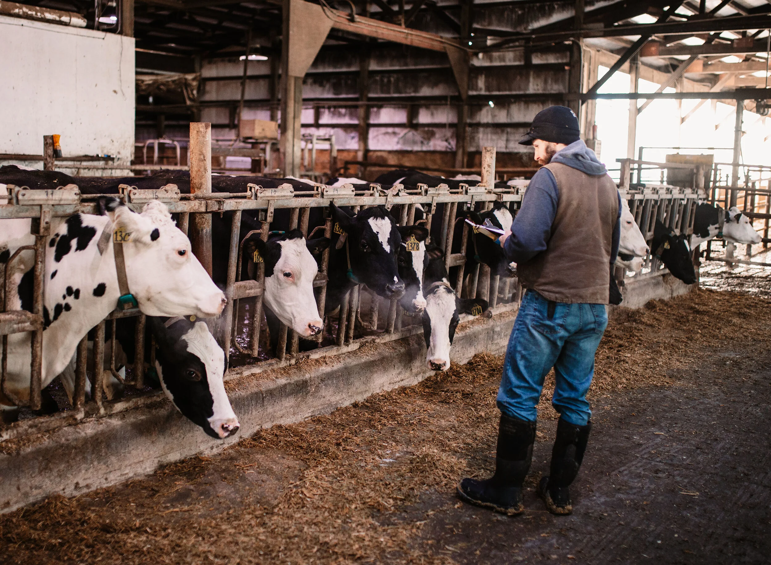 Malecha Dairy — Malecha Enterprises