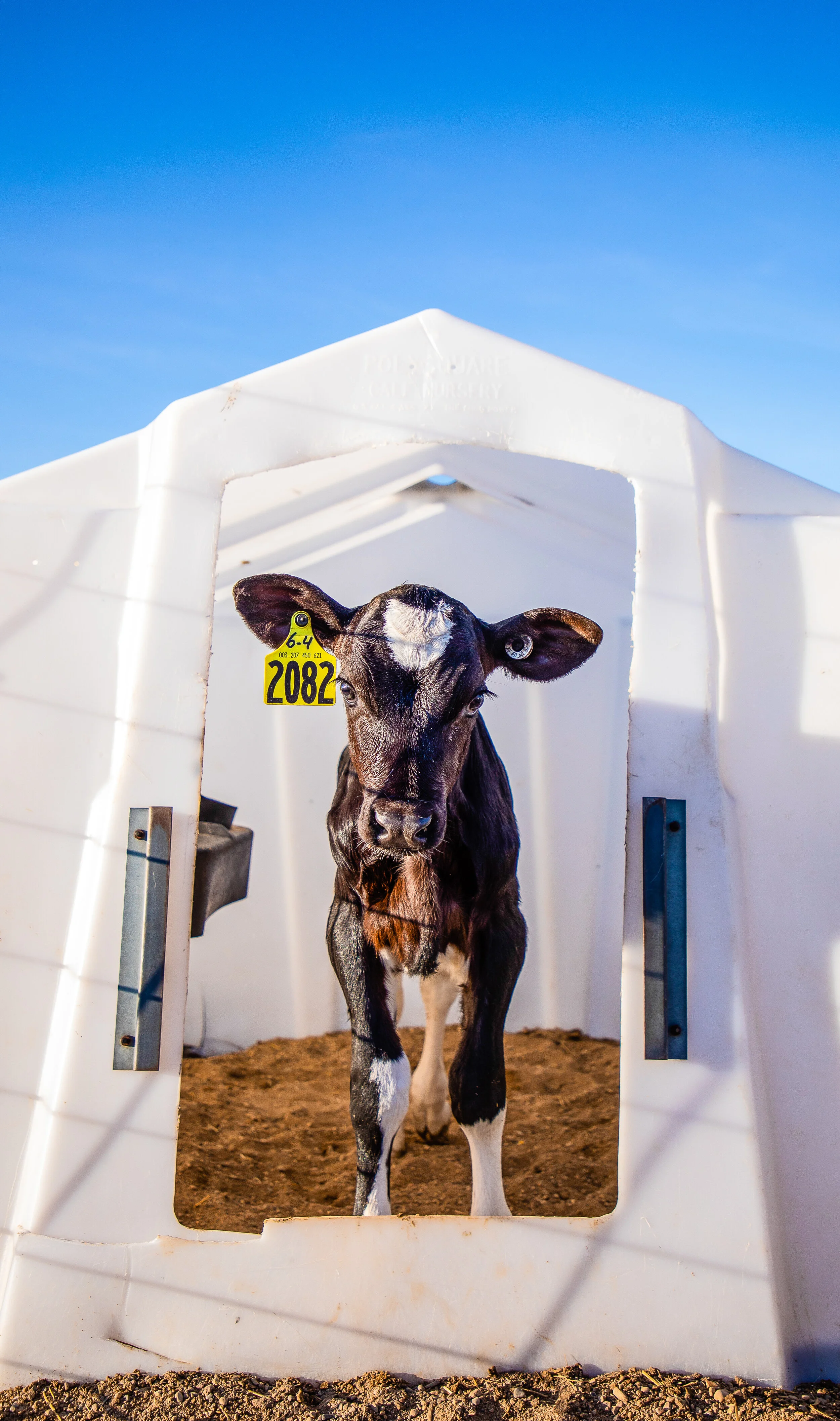 Malecha Dairy — Malecha Enterprises