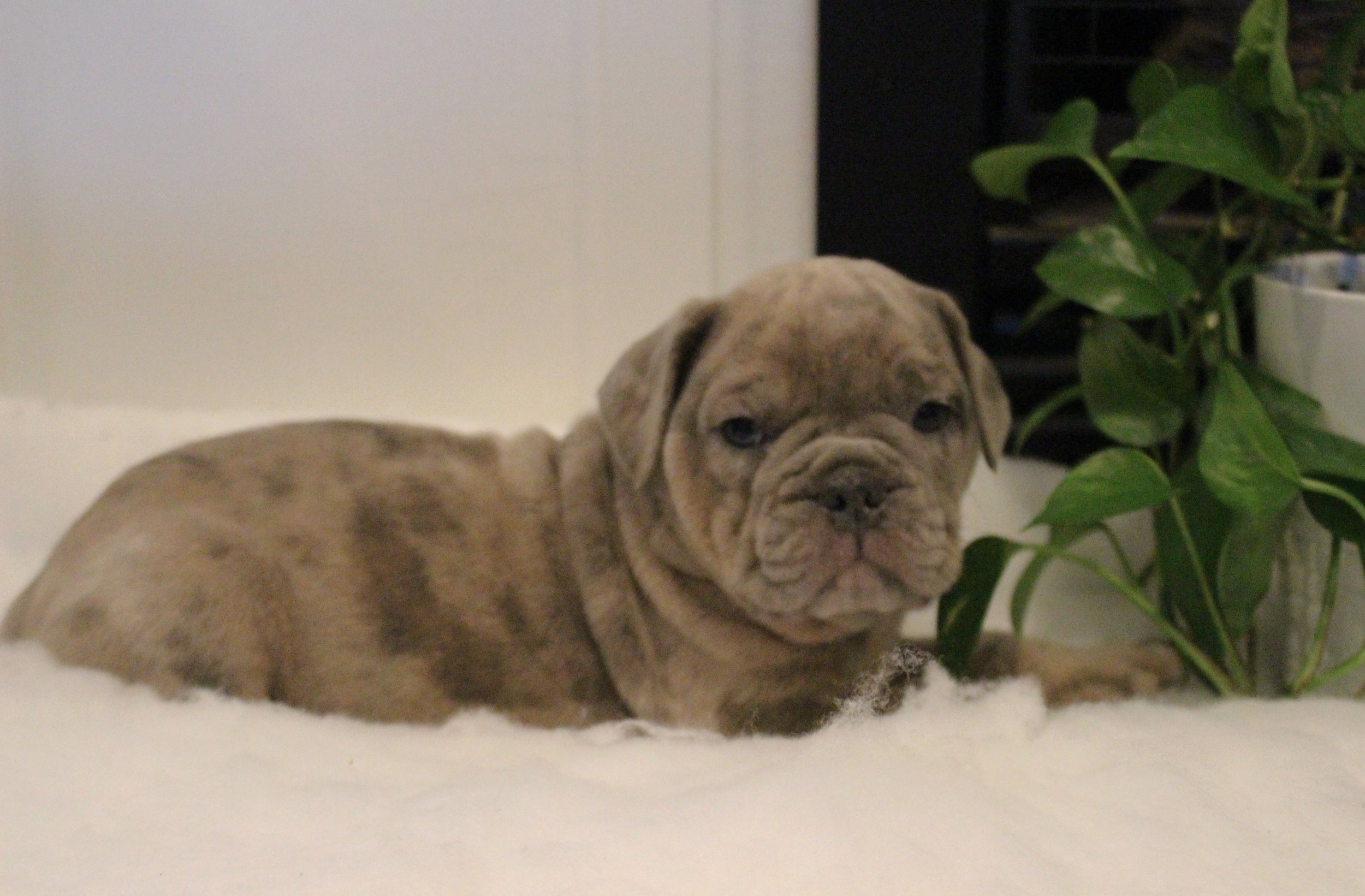Olde English Bulldogges Puppies for Sale, Oregon — Pacific Northwest ...